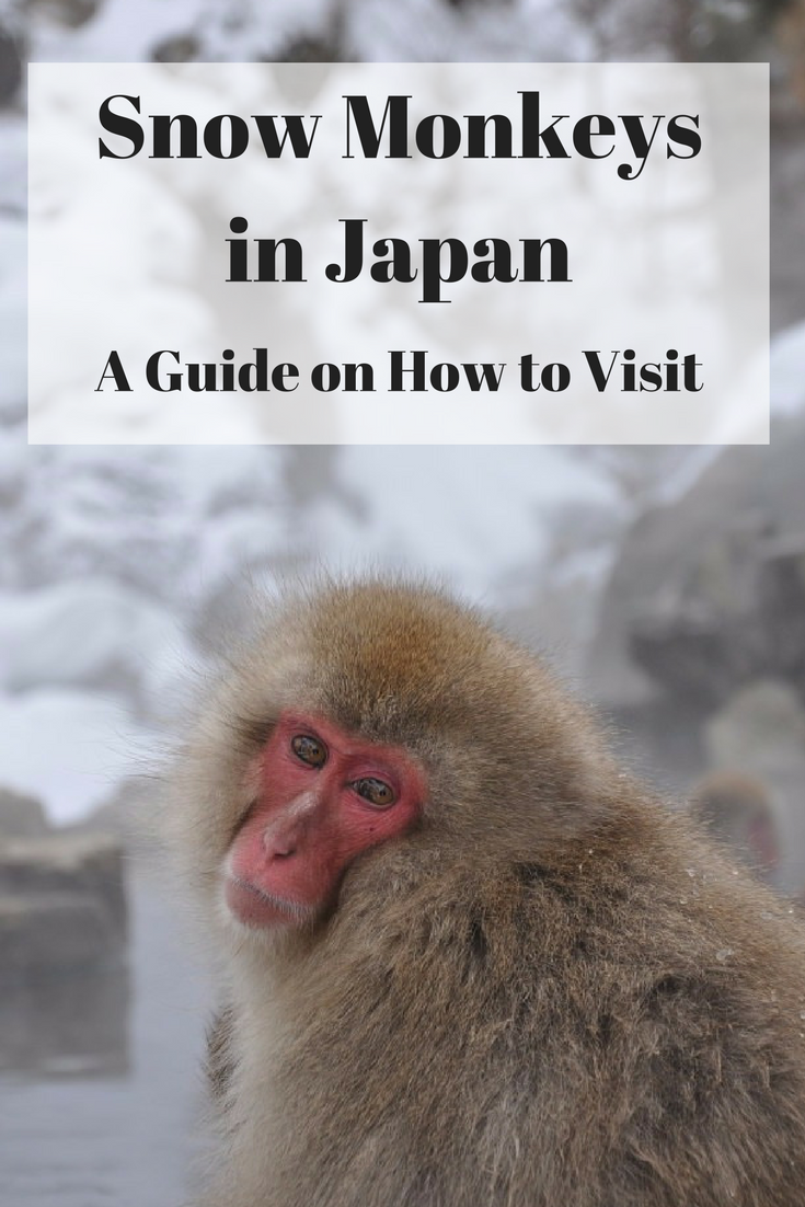 Snow Monkeys in Japan: Ultimate Guide for Visiting Jigokudani Snow ...